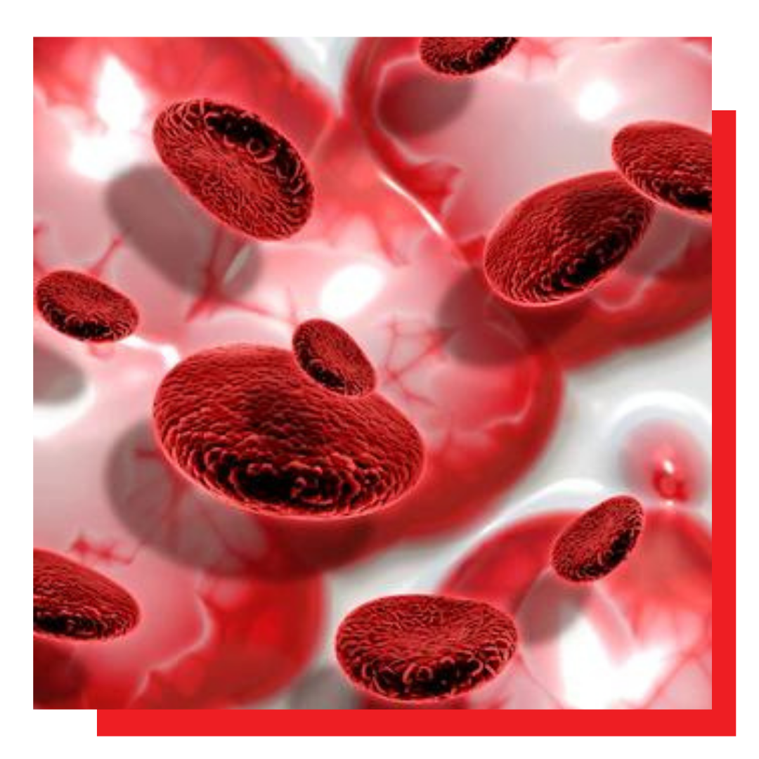 BLOOD VESSEL DISEASE - Cell Tissue Technology