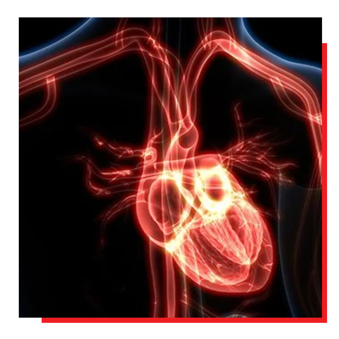 CARDIOMYOPATHY - Cell Tissue Technology