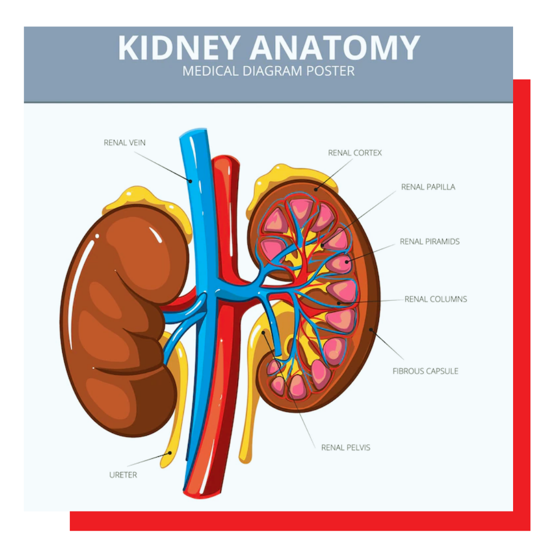 ACUTE/CHRONIC KIDNEY DISEASE - Cell Tissue Technology