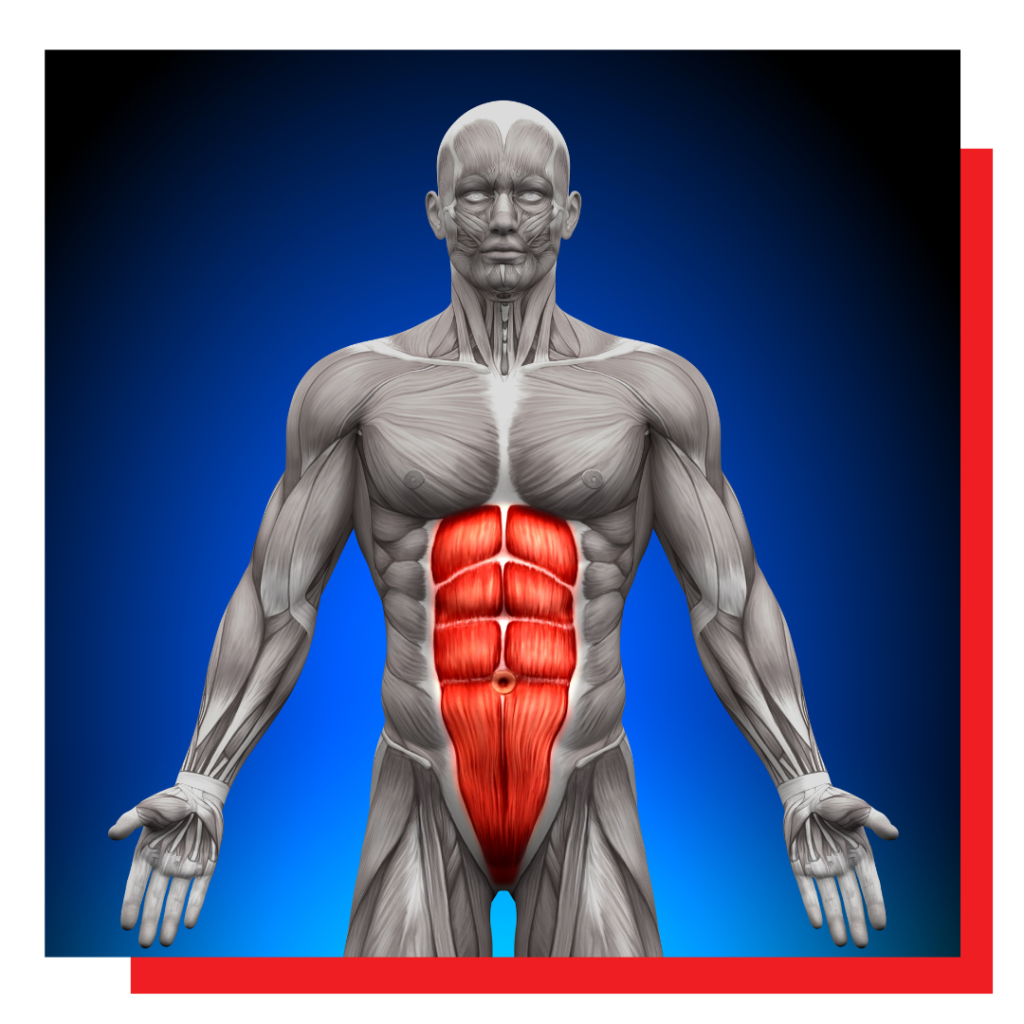 MUSCLE WEAKNESS - Cell Tissue Technology