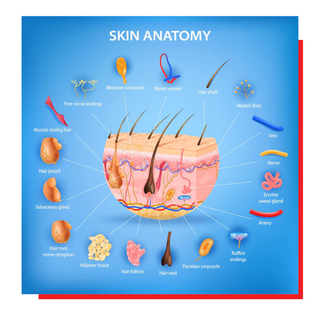 IRRITATION / INFLAMMATION SKIN - Cell Tissue Technology