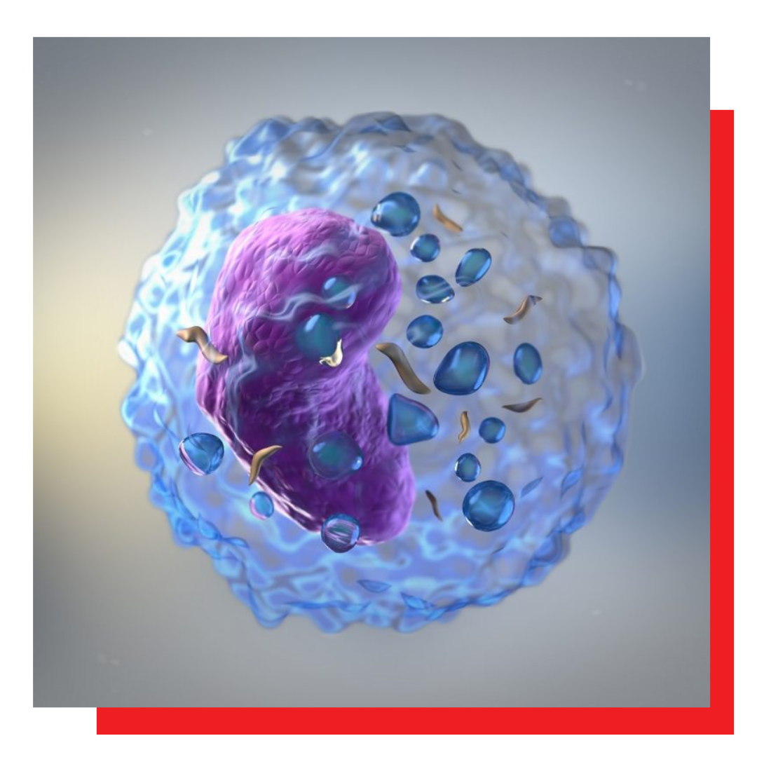 Nk Cell Program Cell Tissue Technology